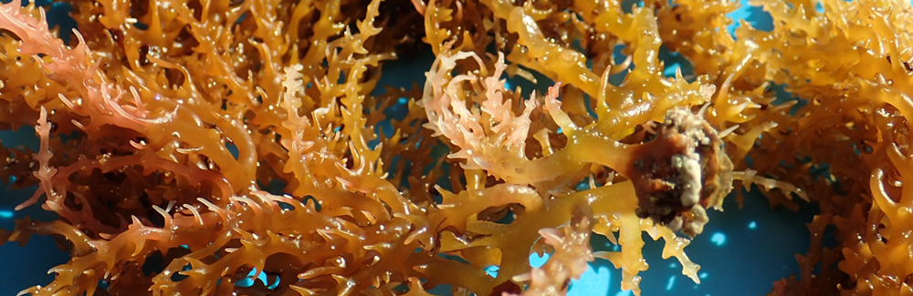 Tropical Seaweed Farm Project | Marine Biological Laboratory