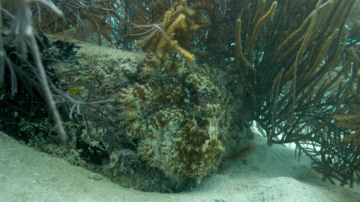 How Scientists Learn From the Masters of Invisibility: Octopuses ...
