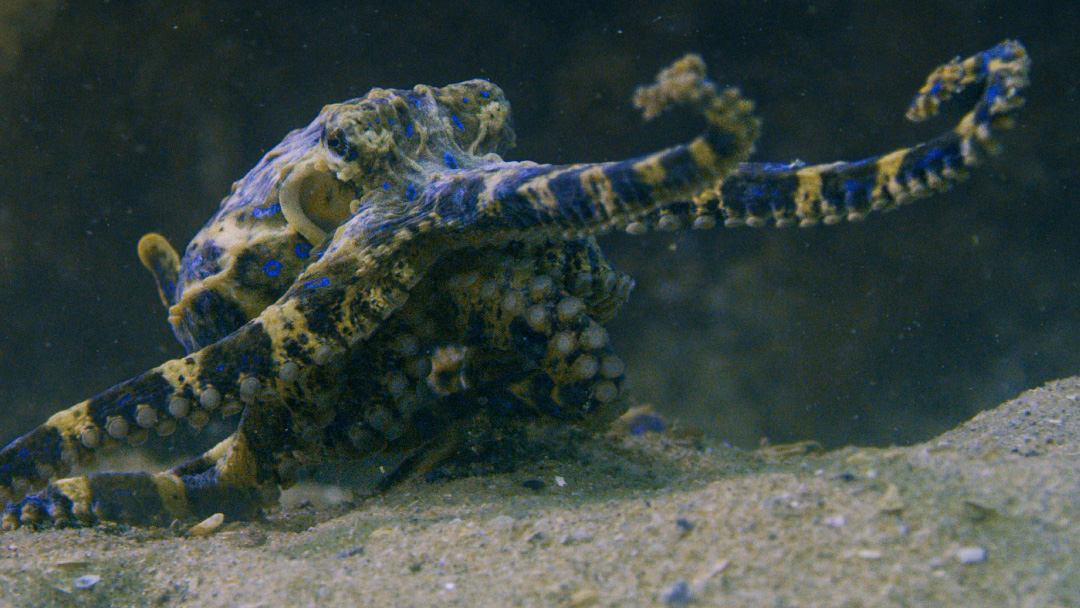 8 Fascinating Facts about Octopuses | National Geographic | Marine ...