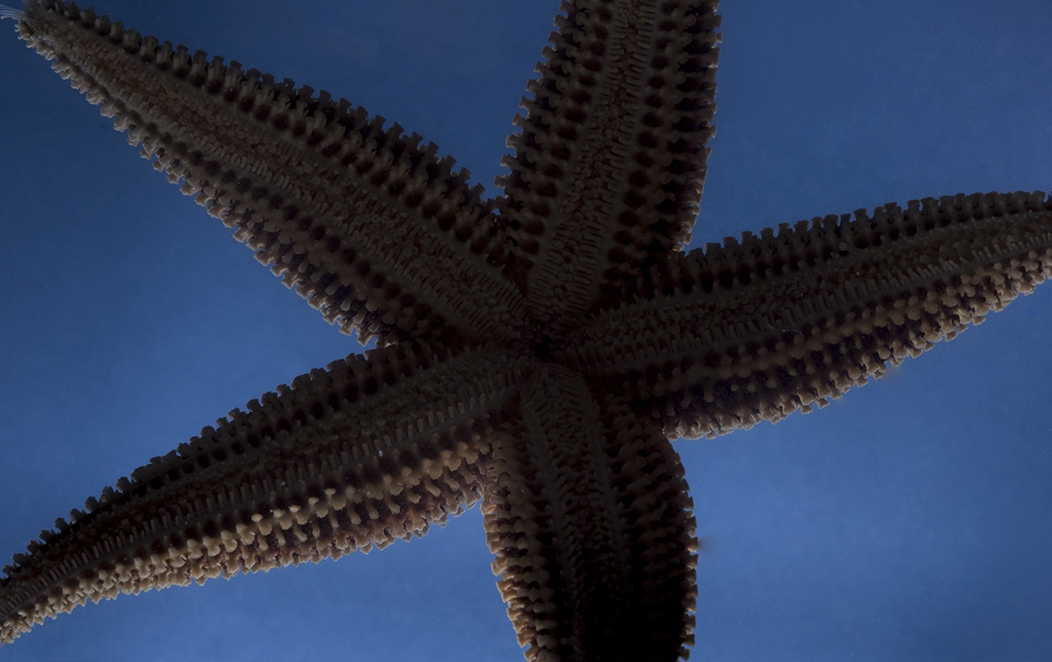 Marine Biological Laboratory | Biological Discovery in Woods Hole