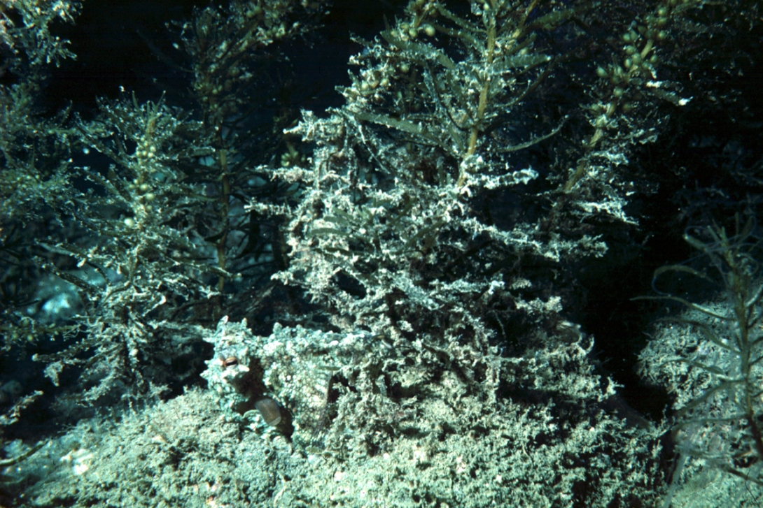 Dynamic Camouflage: Behavior, Visual Perception and Neural Skin Patterning in Cephalopods ...